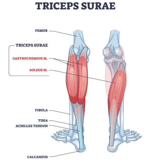 Acupuncture for Calf Trigger Points | ACA Acupuncture and Wellness
