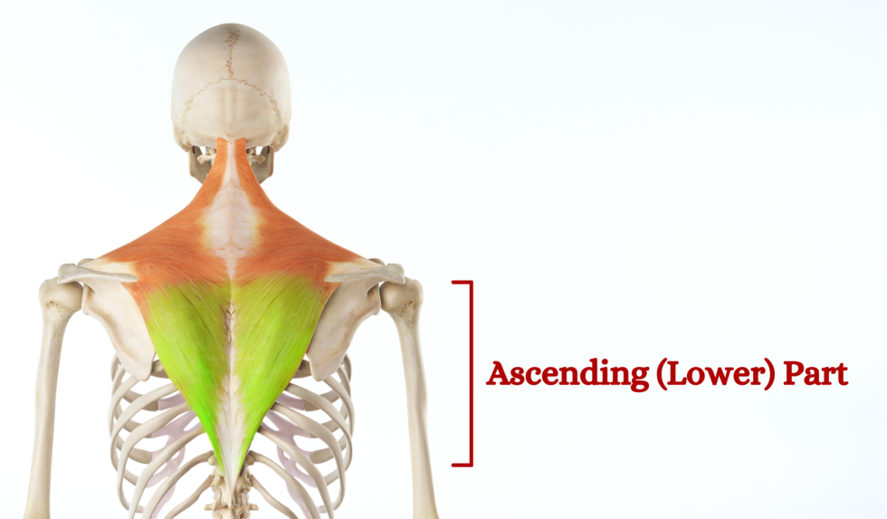 Acupuncture for Trapezius Trigger Points | ACA Acupuncture and Wellness