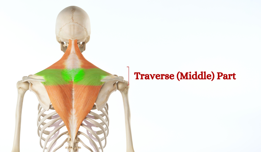 Acupuncture for Trapezius Trigger Points | ACA Acupuncture and Wellness