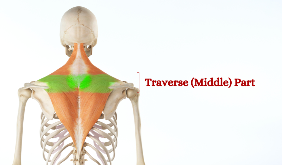 Acupuncture for Trapezius Trigger Points | ACA Acupuncture and Wellness