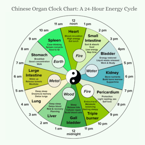 Unlocking the Chinese Body Clock: A Guide to Your Organ Energy Flow