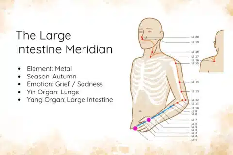 The Large Intestine Meridian Explained: A TCM Pathway for Letting Go ...